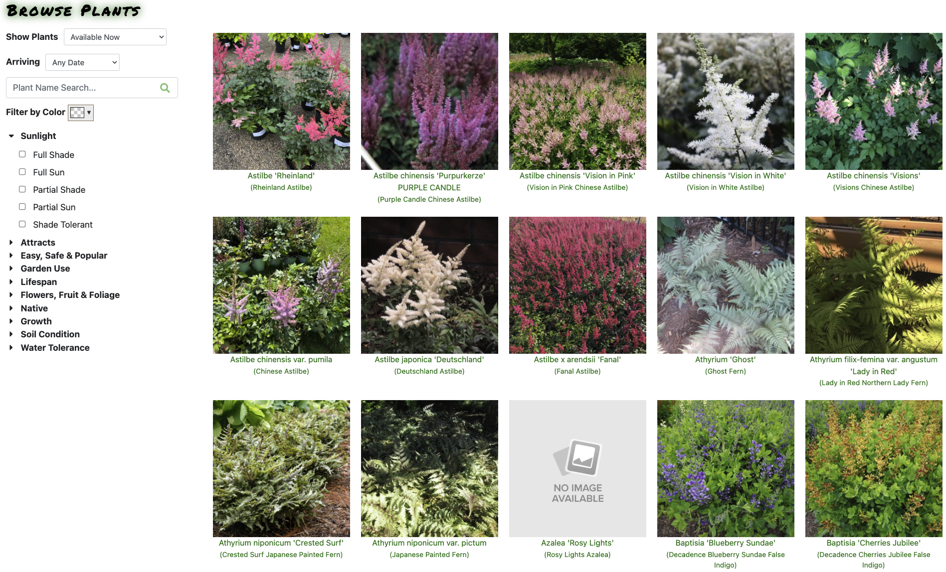 Browse Plants | North Shore Plant Club